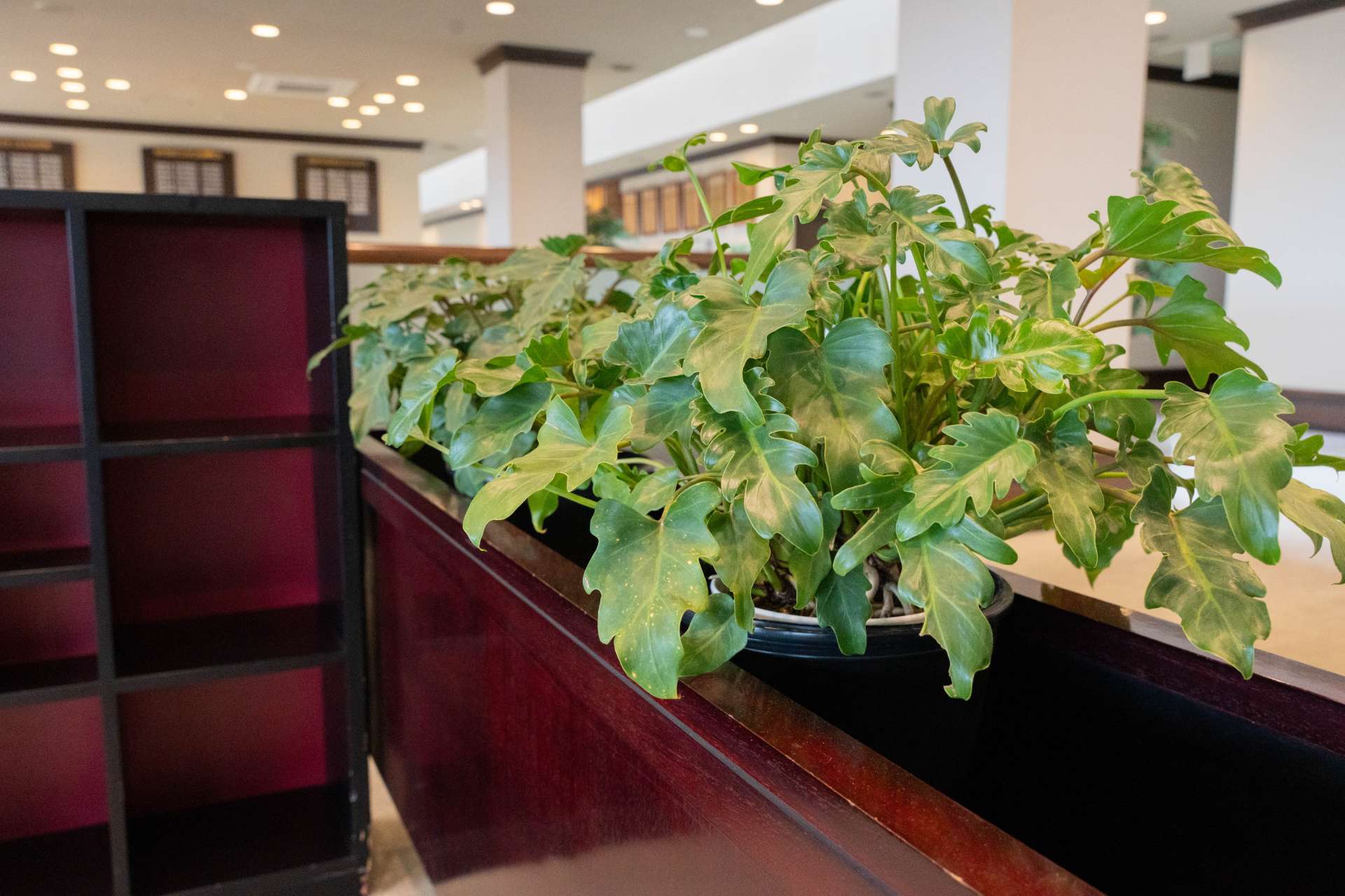 採用案内 - 仙台カントリー俱楽部 | 宮城県名取市 | 仙台空港から20分太平洋を一望する絶景ゴルフ体験を